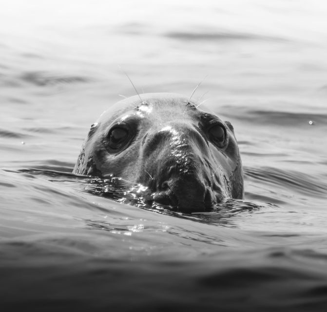 Penzance: Land's End Boat Tour with Wildlife Guides - Penzance: Lands End Boat Tour with Wildlife Guides — A Practical and Authentic Coastal Experience