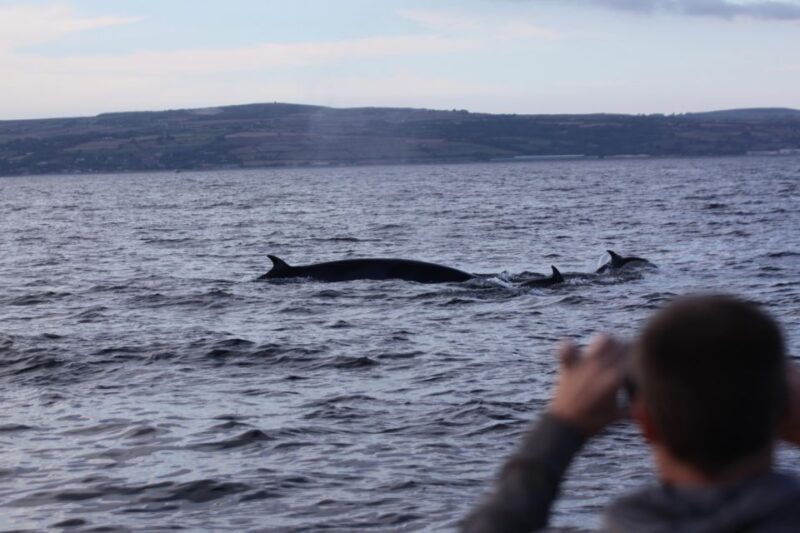 Penzance: Land's End Boat Tour with Wildlife Guides - An In-Depth Look at the Penzance Lands End Boat Tour