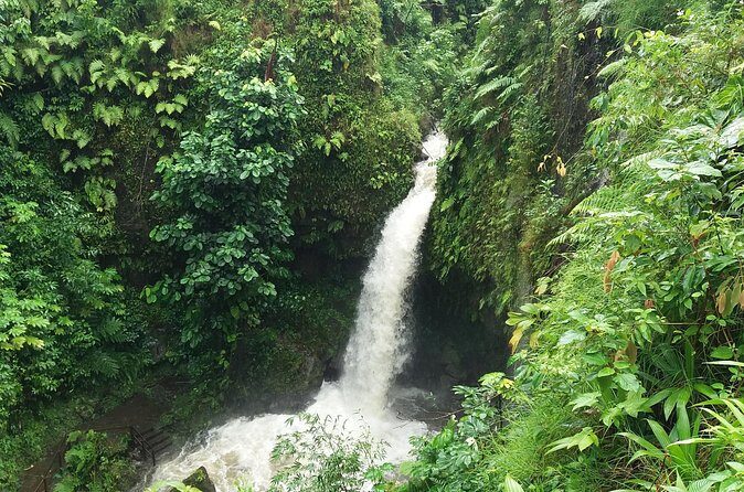 Pepper's 4-Hour Special - Pricing: Is It Worth It?