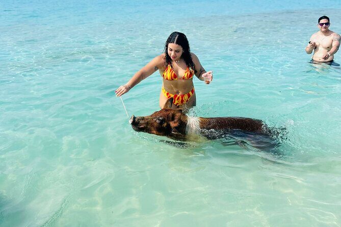 Perfect Day Swimming Pigs, Turtles, Reef Snorkel & Lunch - Introduction: A Well-Rounded Bahamas Adventure