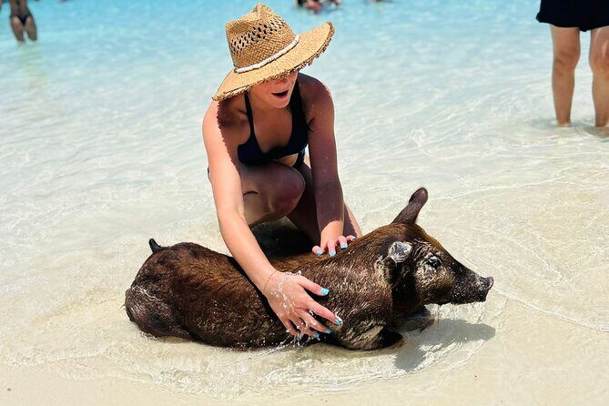 Perfect Day Swimming Pigs, Turtles, Reef Snorkel & Lunch - Final Thoughts: Who Will Love This Tour?
