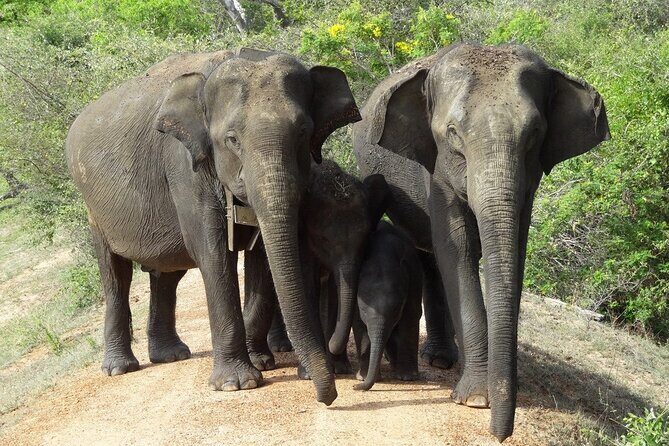 Perfect Holiday in Sri Lanka - Who Will Love This Tour?