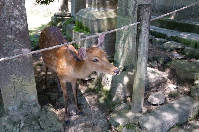 PERFECT Osaka Day Custom Private Tour by Award-Winning Operator - Booking & Flexibility