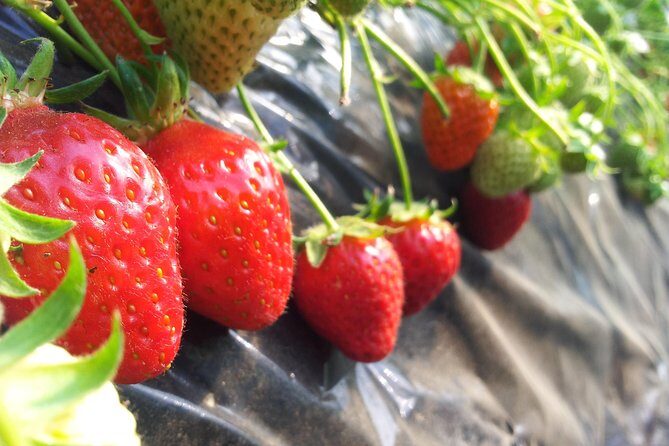 [Perfect Private Tour] Nami island, Petite France and Organic Strawberry Farm - Why Choose This Tour? A Balanced Look