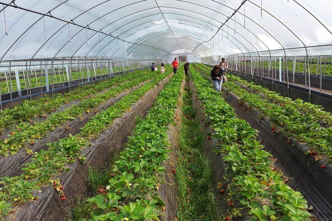 [Perfect Private Tour] Nami island, Petite France and Organic Strawberry Farm - FAQs