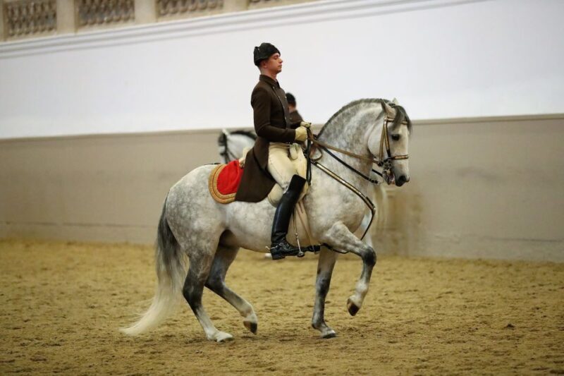 Performance Of The Lipizzans At Spanish Riding School - The Experience for Visitors