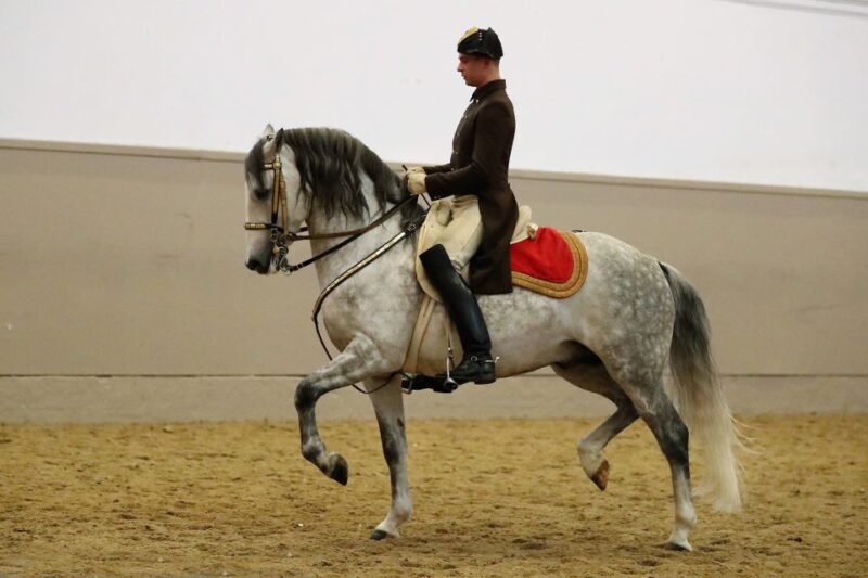Performance Of The Lipizzans At Spanish Riding School - Authenticity and Atmosphere