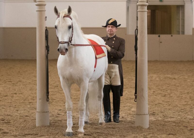 Performance Of The Lipizzans At Spanish Riding School - Practical Tips for Your Visit