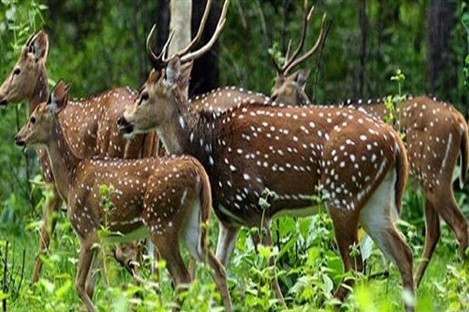 Periyar from Cochin - a Two Day Tour - Key Points