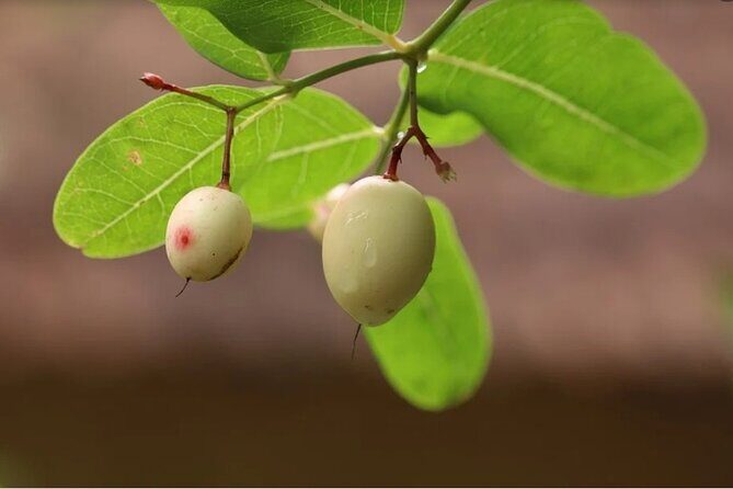 Periyar from Cochin - a Two Day Tour - Who This Tour Is For