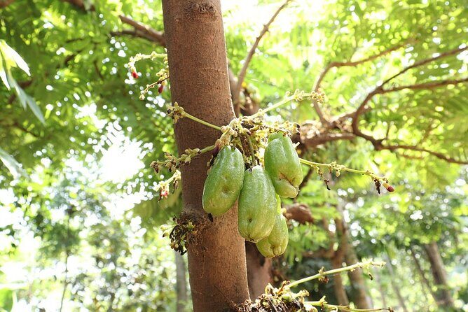 Periyar from Cochin - a Two Day Tour - FAQ