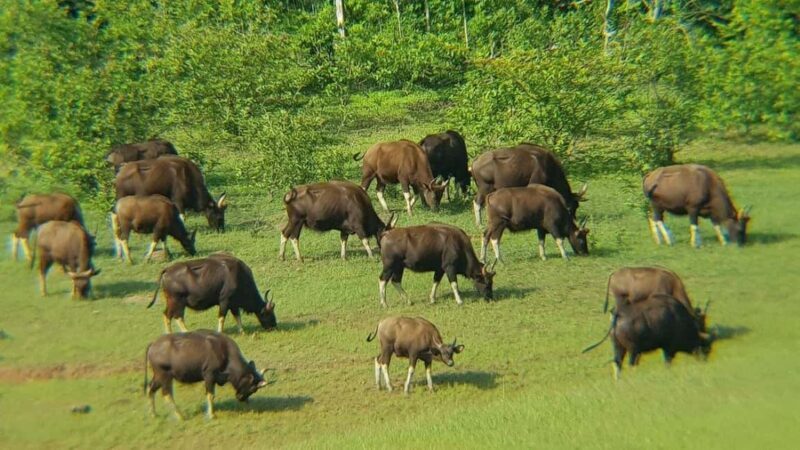 Periyar Wildlife Sanctuary Tour (02 Nights / 03 Days) - Key Points