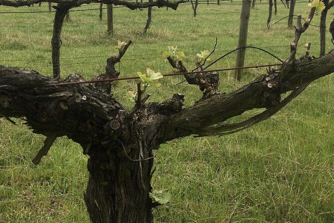 Personalised wine tour experience in the beautiful NSW Southern Highlands - Transportation and Group Size