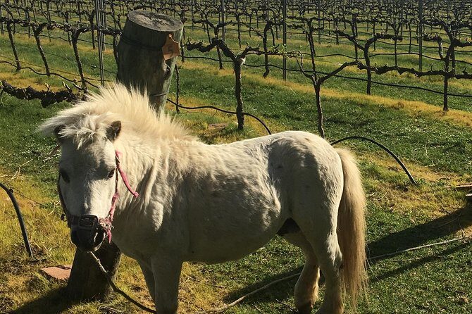 Personalised wine tour experience in the beautiful NSW Southern Highlands - The Review from Travelers