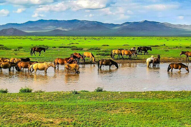 Personalized 12 Days Mongolia Family Tour with Car and Guide - In Summary