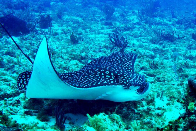 Personalized Diving and Snorkeling in Riviera Maya - Practical Details