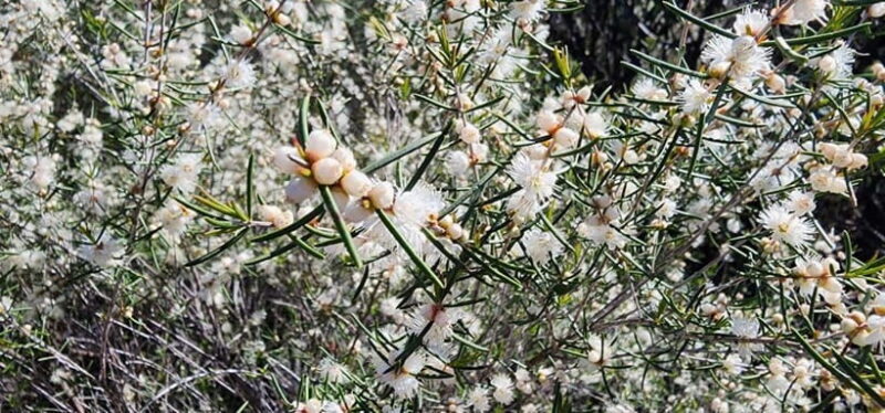 Perth: Abyssinia Rock Hiking Experience - Guides and Support
