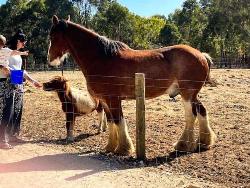 Perth: Busselton Jetty Full - Day Guided Tour - Practical Considerations and Tips