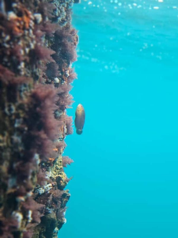 Perth: Busselton Jetty Full - Day Guided Tour - Who Is This Tour Best For?