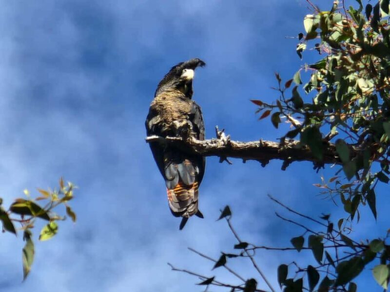 Perth: Darling Range Twilight Wander - An Honest Look at the Darling Range Twilight Wander