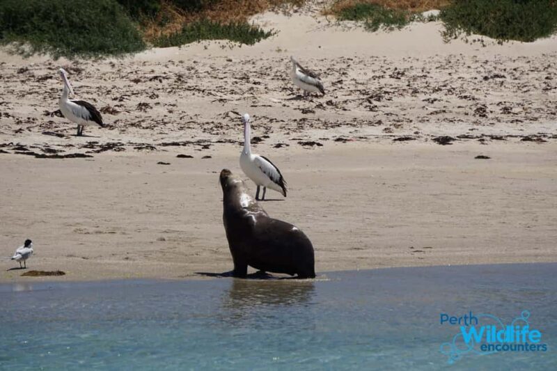Perth: Dolphin, Sealion & Wildlife Cruise with Lunch - Key Points