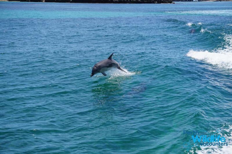Perth: Dolphin, Sealion & Wildlife Cruise with Lunch - A Deeper Look at the Experience