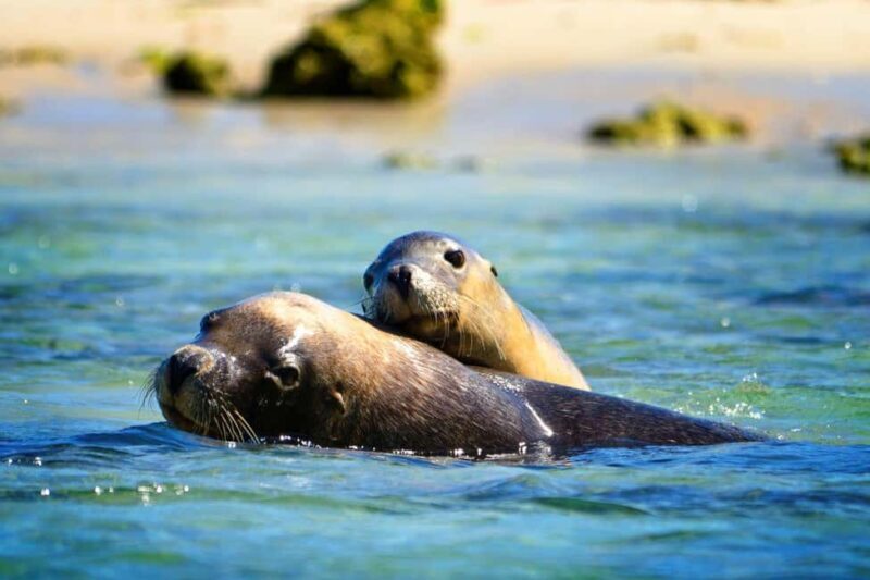 Perth: Dolphin, Sealion & Wildlife Cruise with Lunch - Authentic Experiences & Real Traveler Feedback