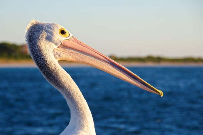 Perth: Dolphin, Sealion & Wildlife Cruise with Lunch - Final Thoughts