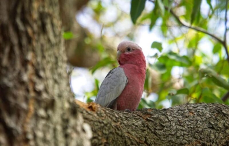 Perth: Kings Park Botanicals & Beyond Guided Hike - Key Points