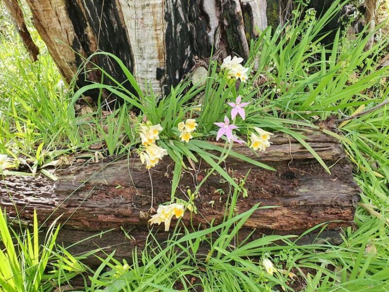Perth: Kings Park Wildflower Festival Guided Bike Tour - An Authentic, Well-Organized Exploration