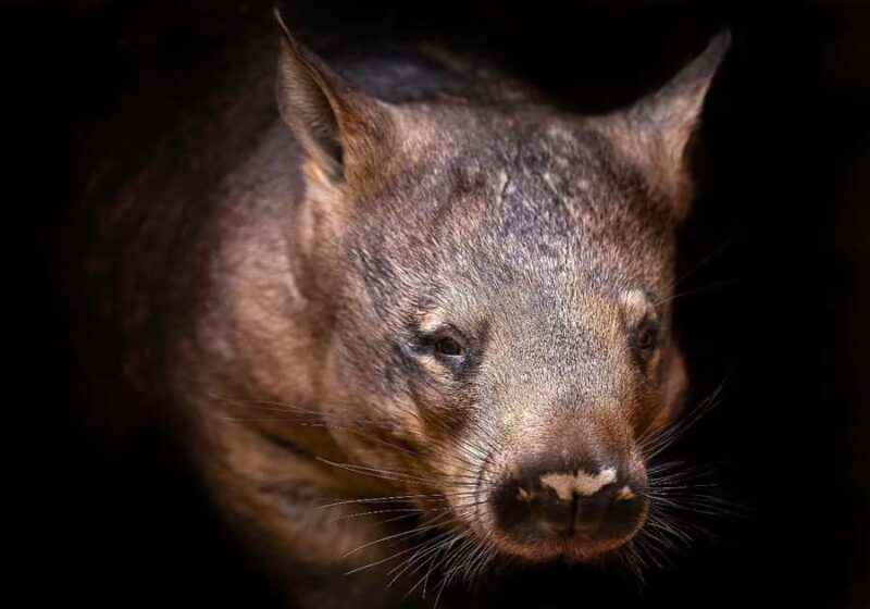 Perth: Nocturnal Night Stalk Tour with WA Wildlife Encounter - The Sum Up