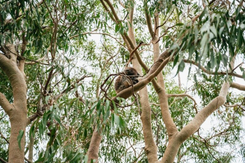 Perth: Pinnacles Desert Sunset and Stargazing with Dinner - FAQ
