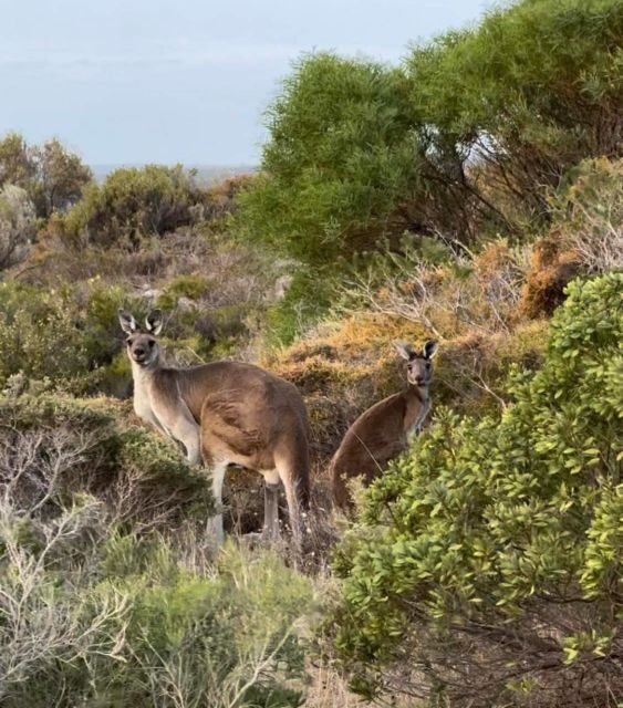 Perth: Pinnacles Stargazing, Sandboarding & Beach Kangaroos - Who Will Love This Tour?
