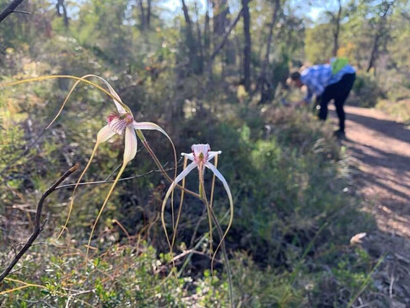 Perth: Swan View Tunnel, Falls, and Eagle View Hike - Authenticity and Traveler Feedback