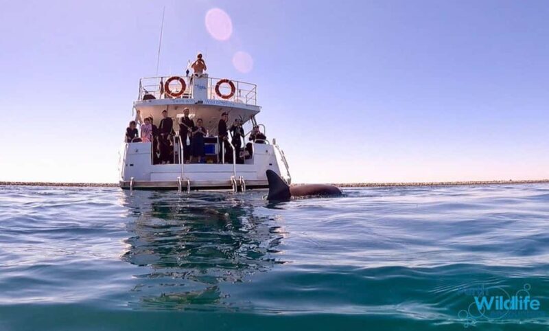 Perth: Swim with Wild Dolphins Tour - Key Points