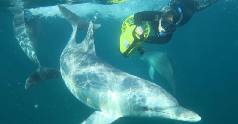 Perth: Swim with Wild Dolphins Tour - A Deep Dive Into the Experience