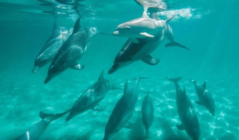 Perth: Swim with Wild Dolphins Tour - What Reviewers Say About This Tour