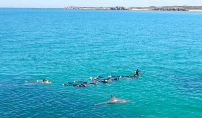 Perth: Swim with Wild Dolphins Tour - The Sum Up: Who Will Love This Tour?