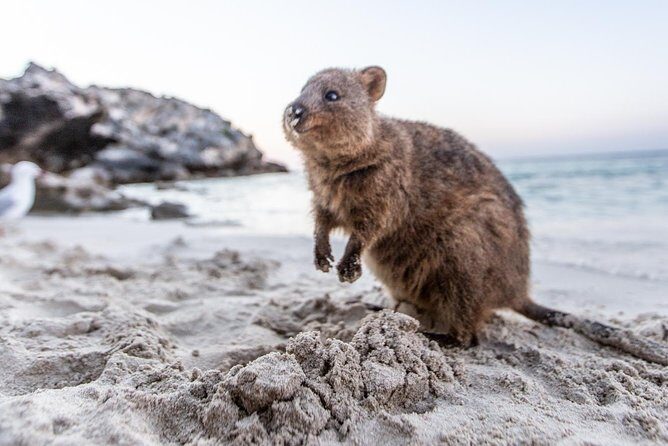 Perth to Rottnest Island Roundtrip Ferry Ticket - What Makes This Tour Stand Out
