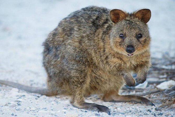Perth to Rottnest Island Roundtrip Ferry Ticket - Who Will Love This Tour?