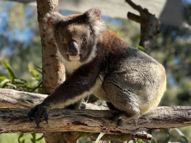 Perth: WA Wildlife Hospital and Native Fauna Encounter Tour - The Overview: What You Can Expect