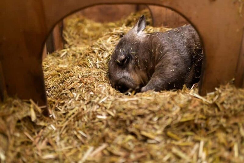 Perth: WA Wildlife Hospital and Native Fauna Encounter Tour - FAQ