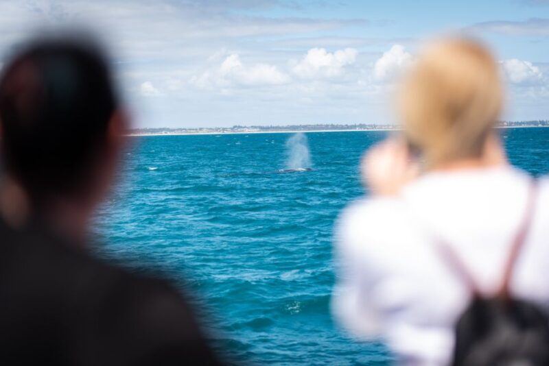 Perth: Whale Watching Cruise from Hillarys Boat Harbour - Key Points