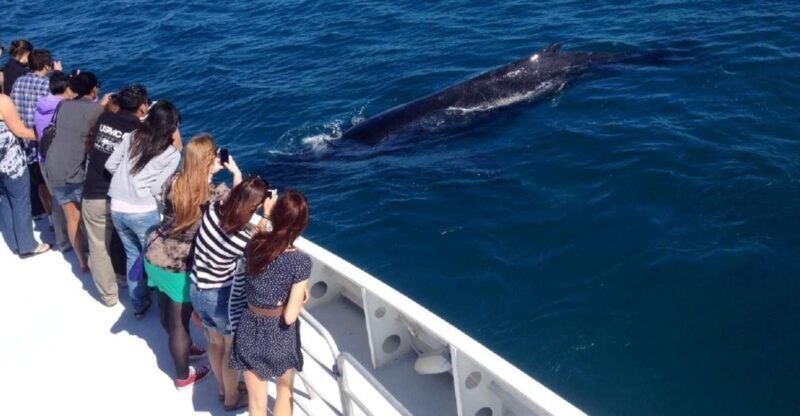 Perth: Whale Watching Cruise from Hillarys Boat Harbour - An In-Depth Look at the Whale Watching Experience