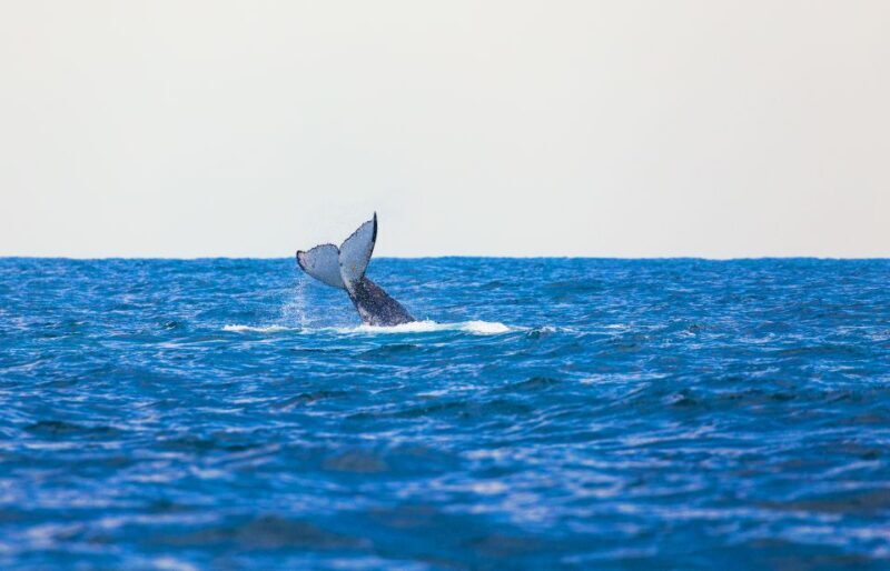 Perth: Whale Watching Cruise from Hillarys Boat Harbour - Summing Up: Is It Worth It?