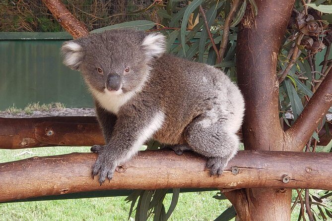 Perth Wildlife Park & City Highlights - Premium Small Group Tour - Who This Tour Is Best For