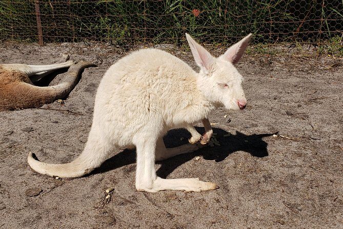 Perth Wildlife Park & City Highlights - Premium Small Group Tour - Frequently Asked Questions