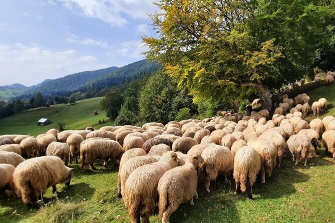 Pestera and Magura Full-Day Private Walking Tour from Brasov - FAQ