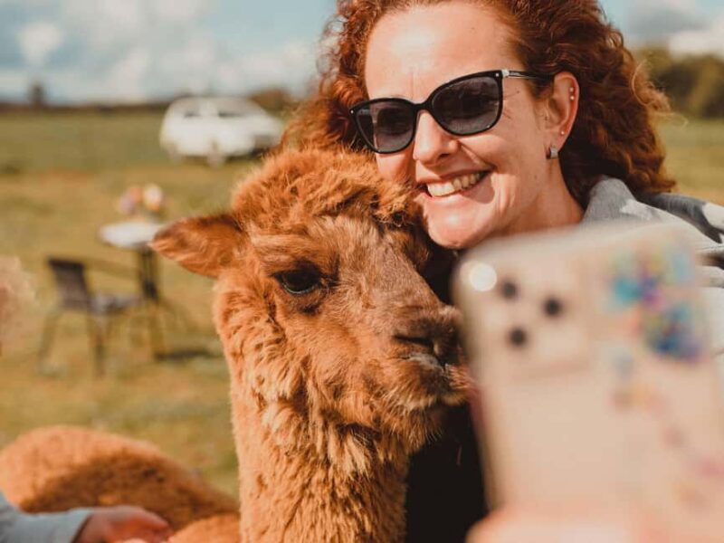 Peterborough: Alpaca Meet and Greet Experience - Key Points