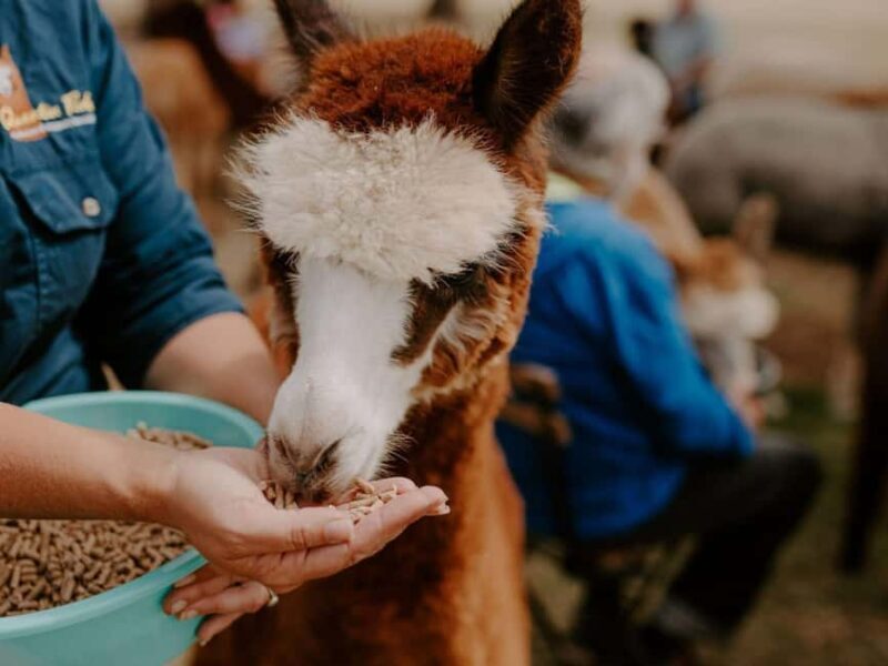 Peterborough: Alpaca Meet and Greet Experience - An authentic, hands-on animal experience in South Australia